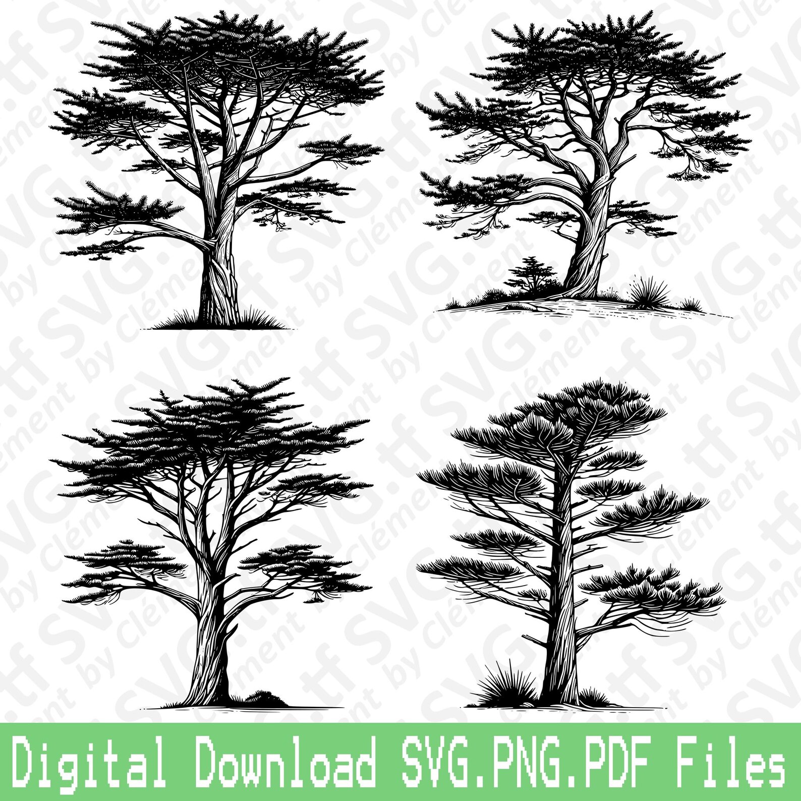 Monterey Pine Tree. SVG PNG PDF Files. Forest Garden Nature Maritime ...