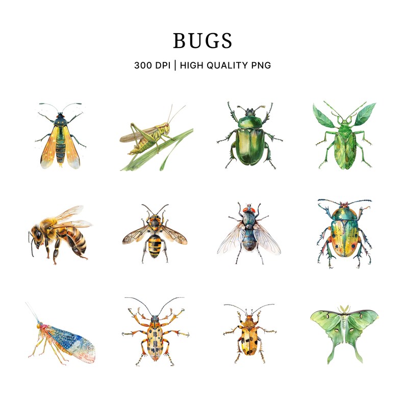 Colorful Bugs Clipart Set: Beetle, Butterfly, Insect PNG (digital ...