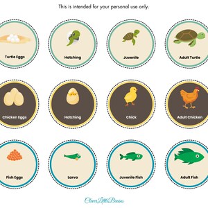 Life Cycles Printable Puzzles | Montessori Life Cycle Puzzle ...