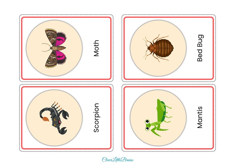 Insects Flashcards for Kids | Insects Names With Pictures | 3- Part Nomenclature | List of ...