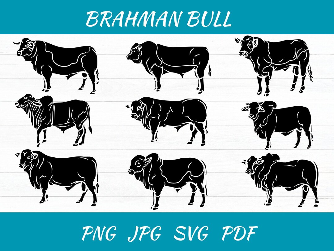 Brahman Bull Silhouette SVG: Livestock Vector Art - Etsy