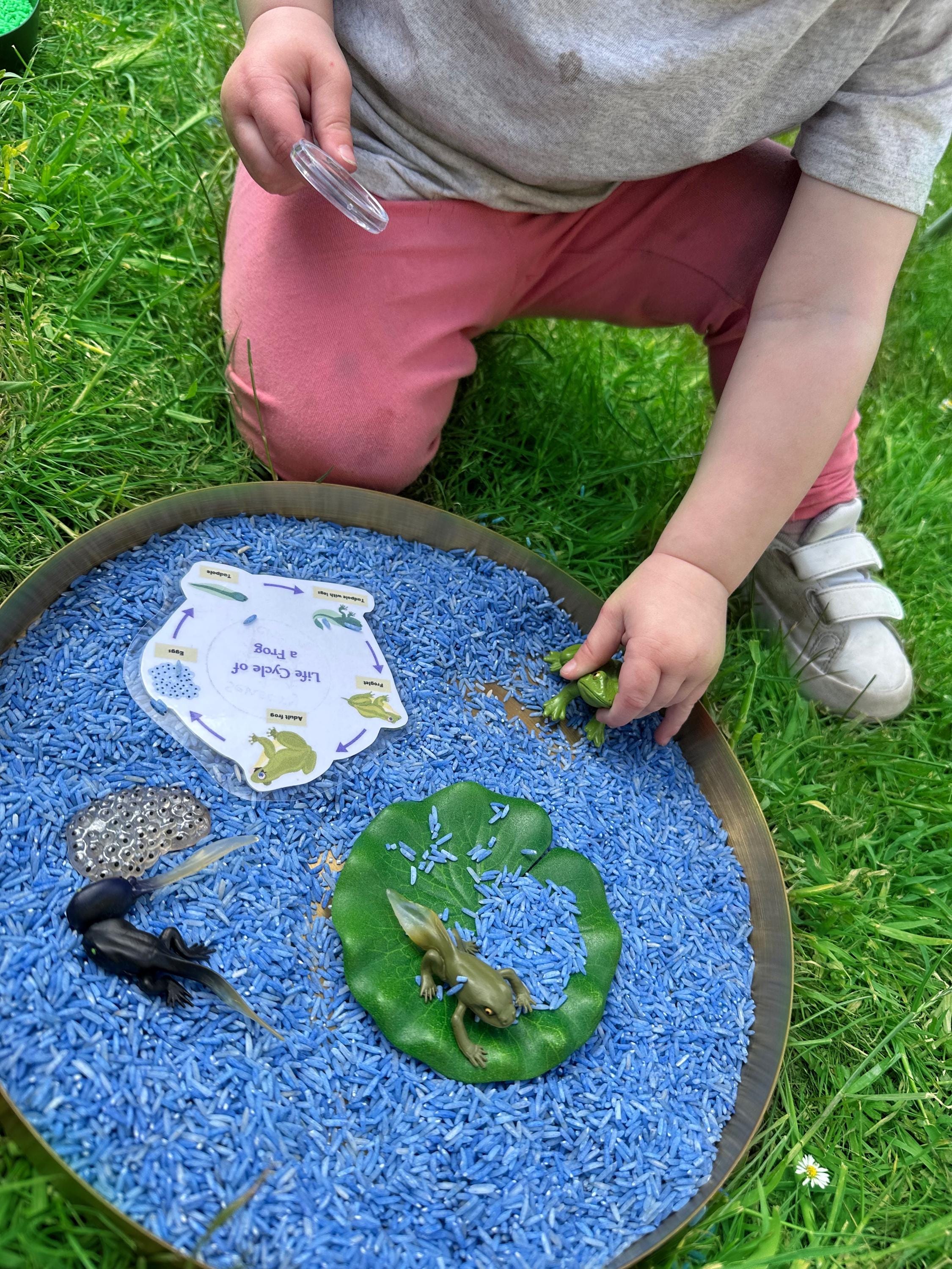 Frog Life Cycle Sensory Venture Kit|rice Play|messy Play|pretend Play ...