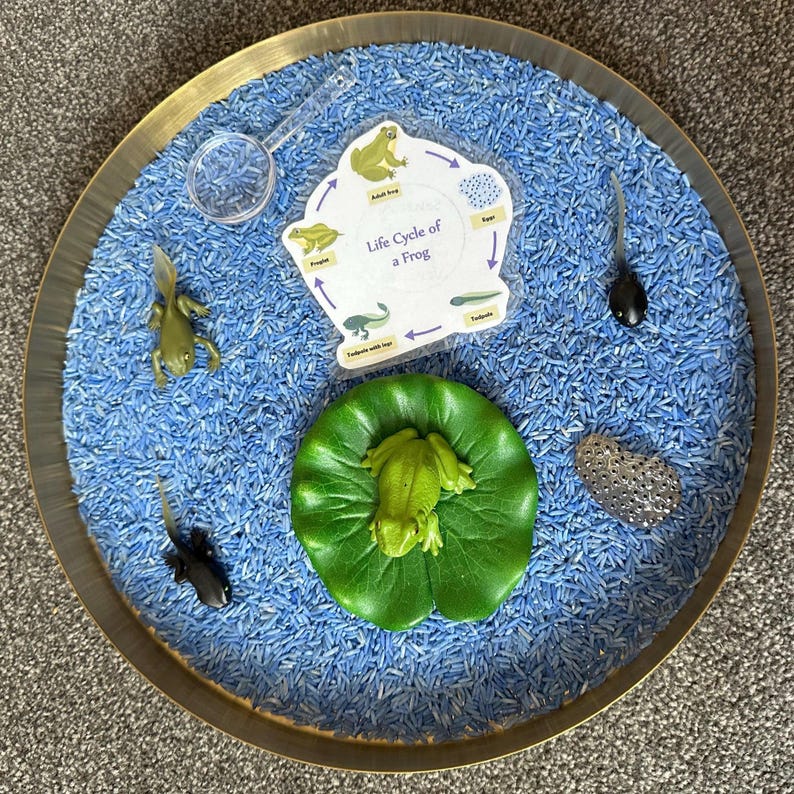 Frog Life Cycle Sensory Venture Kit|rice Play|messy Play|pretend Play ...