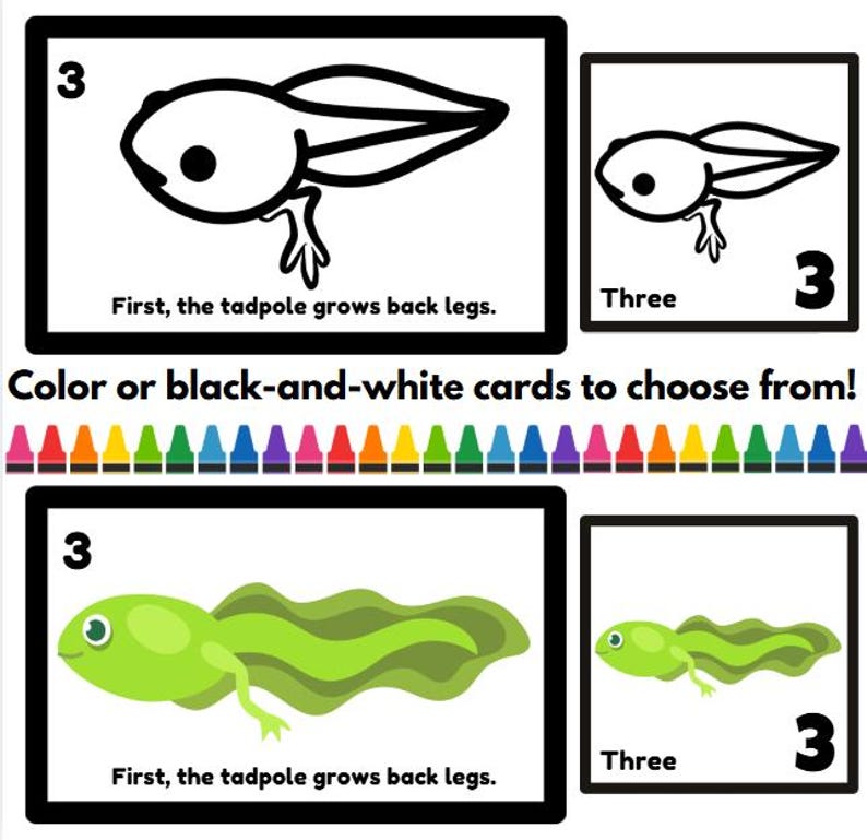 Life Cycle of A Frog Activity Cards & Bonus Pages Egg Tadpole Froglet ...
