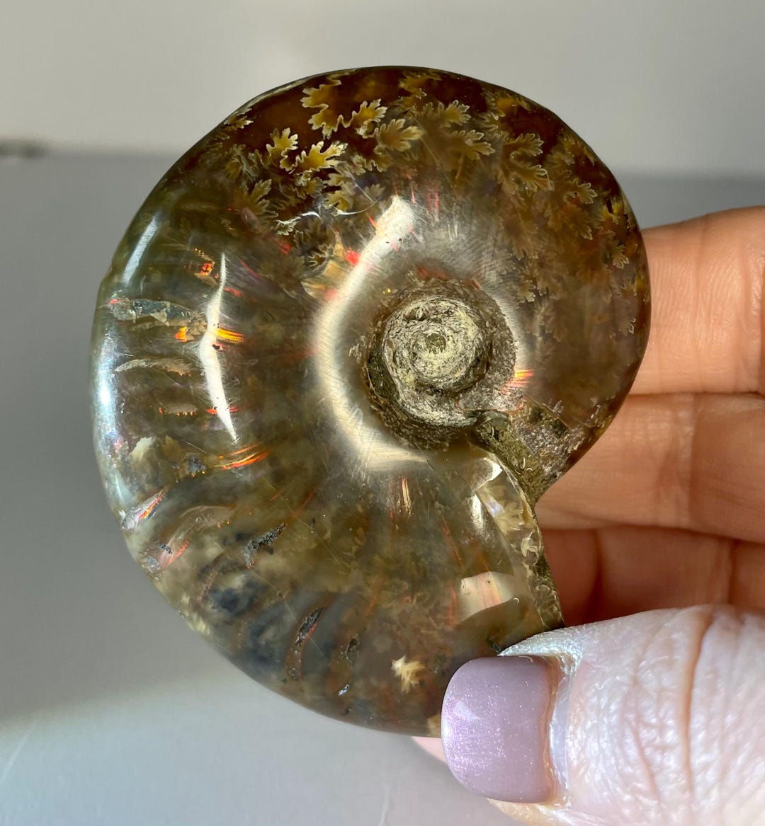 Crystal Iridescent Fossilized Crystallized Ammonite Specimen 3 Ancient ...