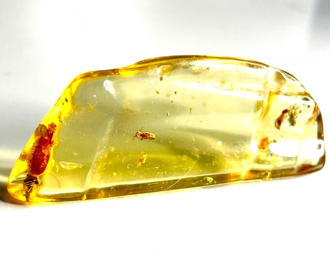 Baltic Amber 2” Fossilized Amber Slab With Insect Inclusions | High ...