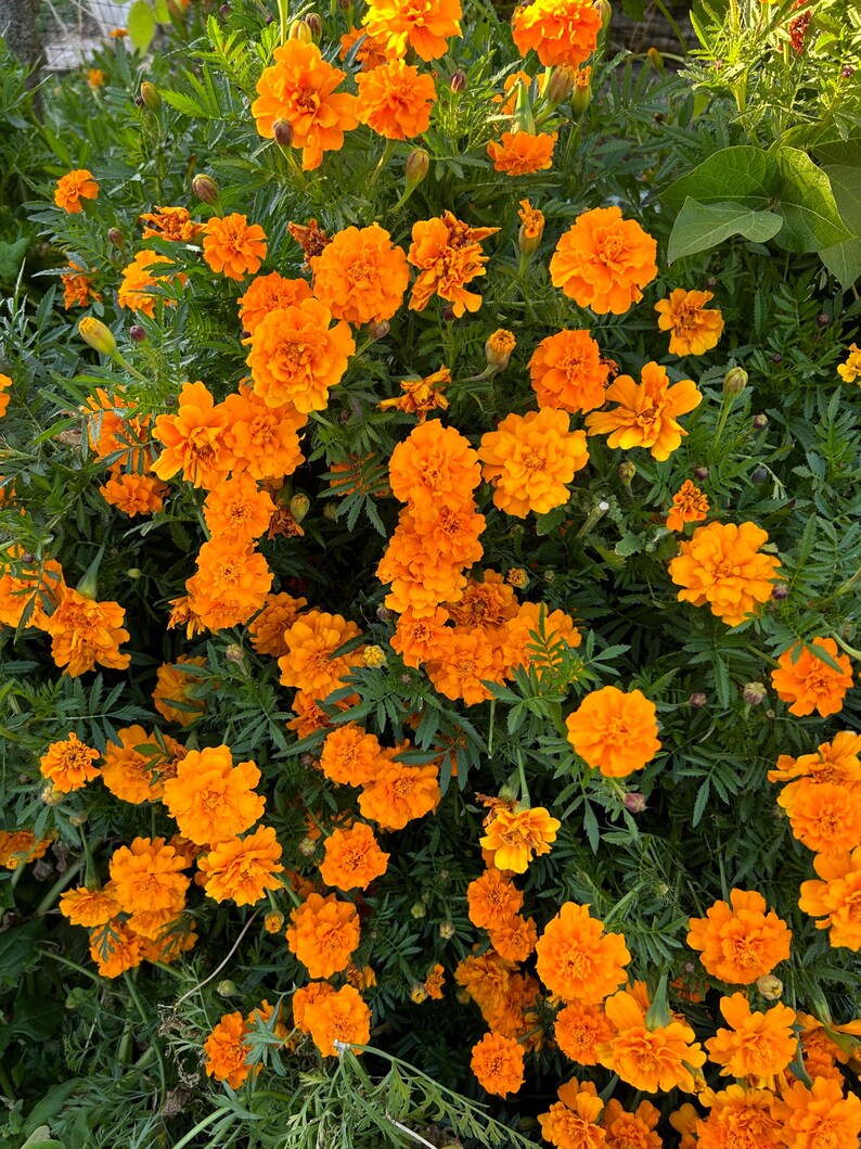 Savanna Shire Seed Co Heirloom Marigold Brocade Mix - Etsy