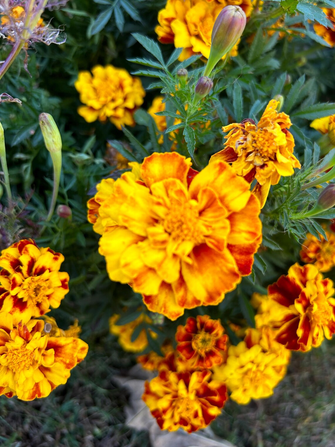 Savanna Shire Seed Co Heirloom Marigold Brocade Mix - Etsy