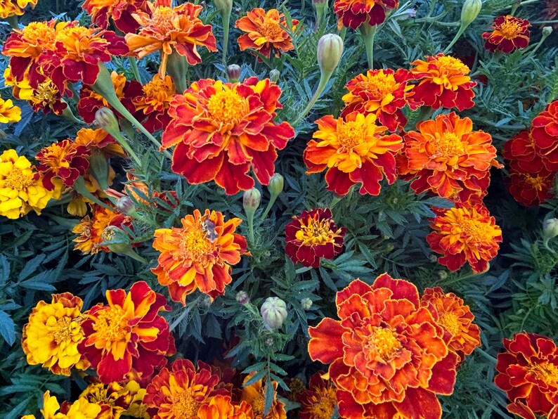Savanna Shire Seed Co Heirloom Marigold Brocade Mix - Etsy