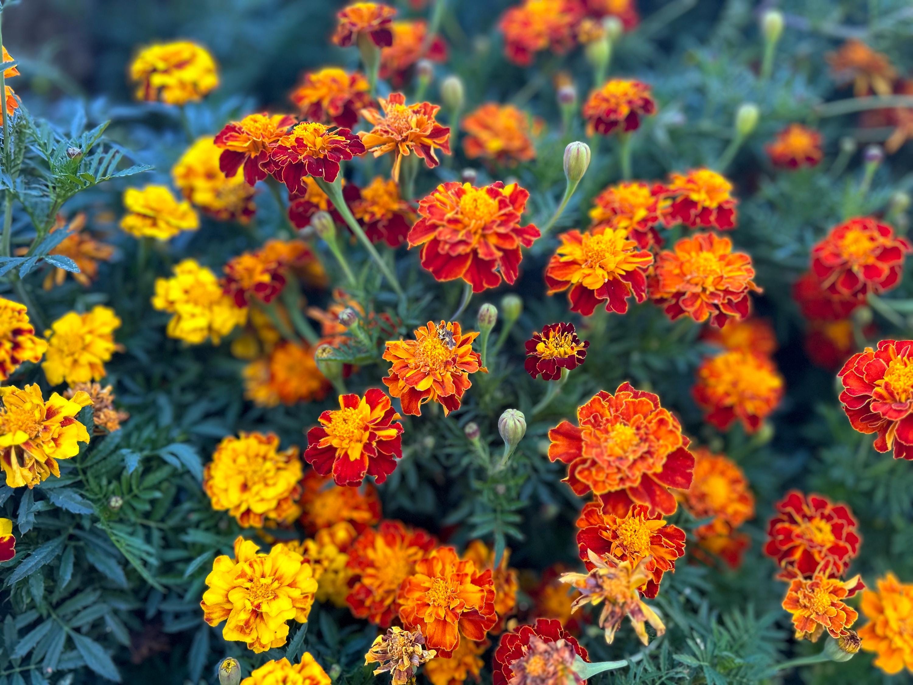 Savanna Shire Seed Co Heirloom Marigold Brocade Mix - Etsy