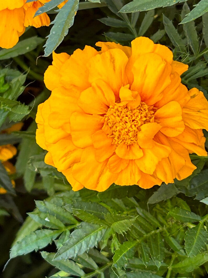 Savanna Shire Seed Co Heirloom Marigold Brocade Mix - Etsy