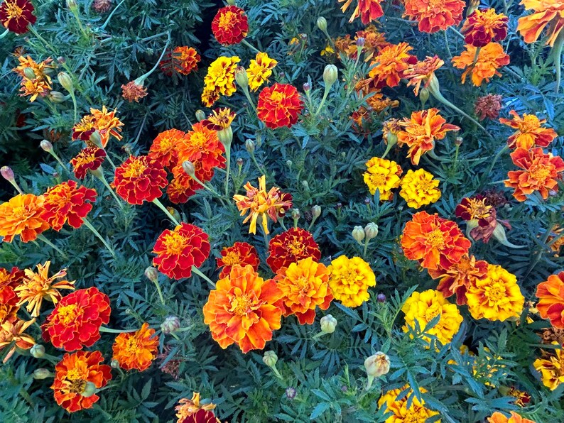 Savanna Shire Seed Co Heirloom Marigold Brocade Mix - Etsy