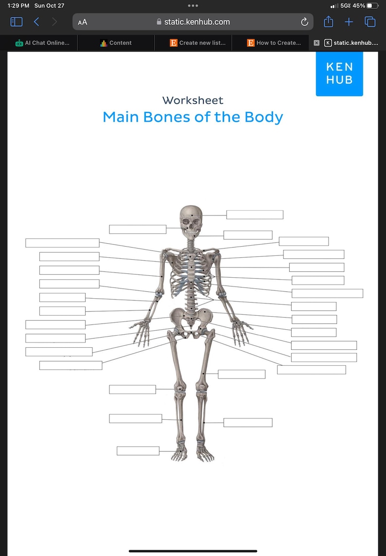 Anatomy Bundle - Etsy