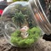 The Cow King Diorama Terrarium Glass Jar - Etsy