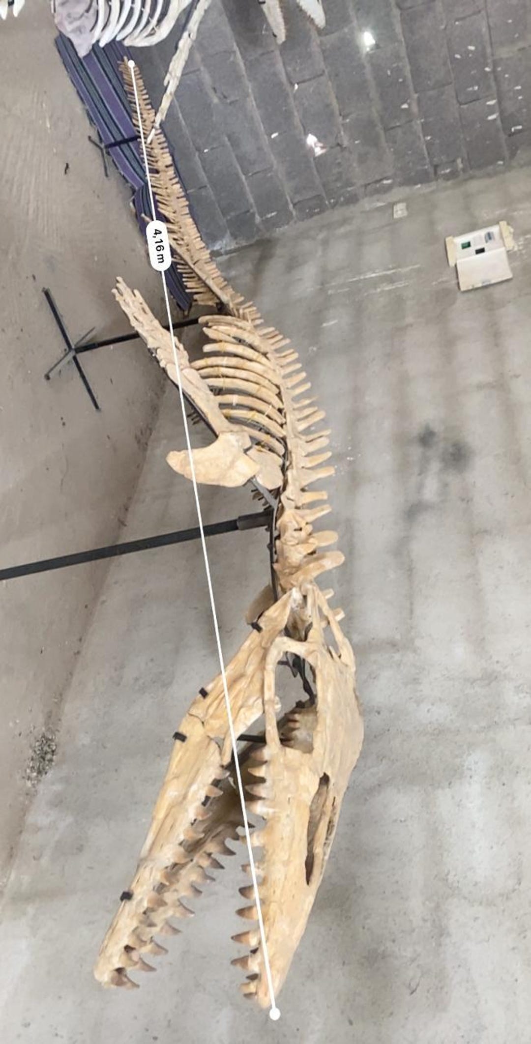 Complete Mosasaurus Skeleton Fossil – 4.16 Meters Long - Etsy