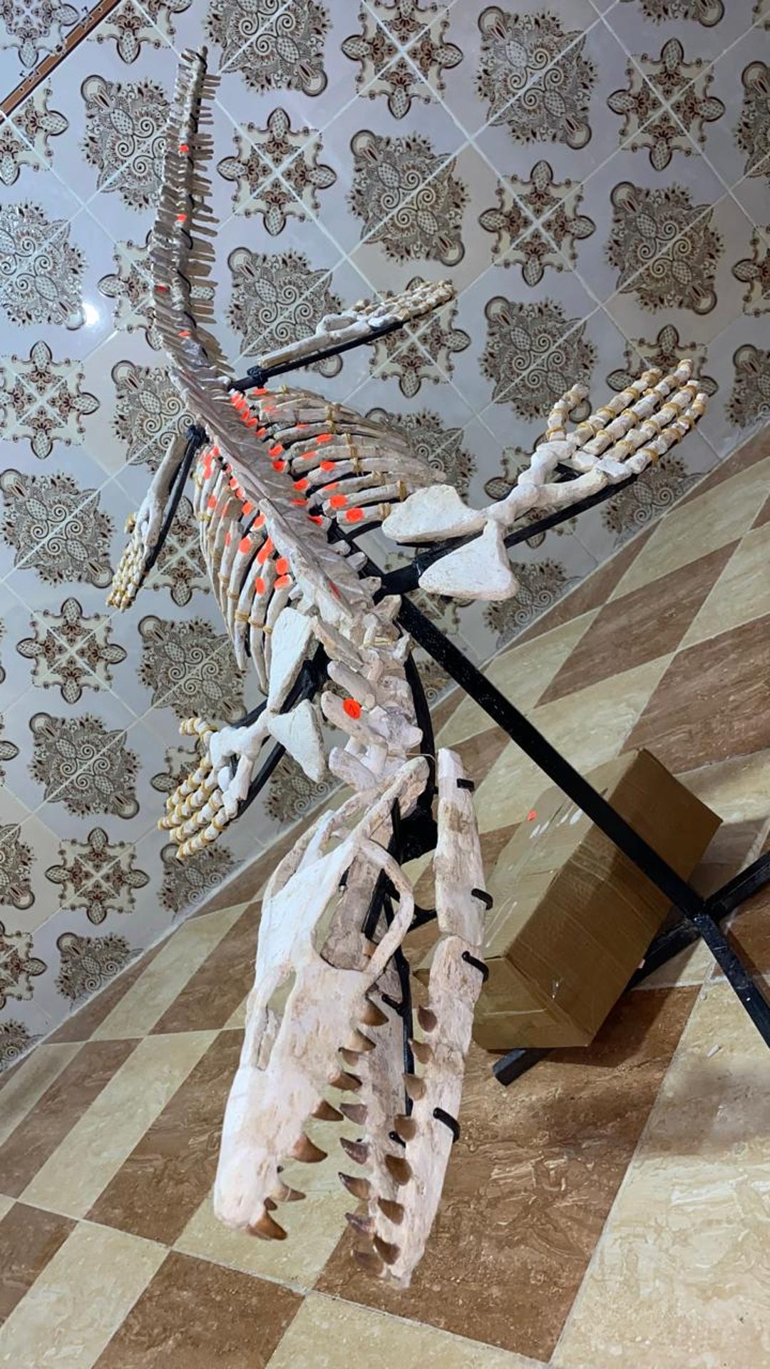 Mosasaur Fossil Skeleton – 90% Real Bone – Cretaceous Marine Predator ...