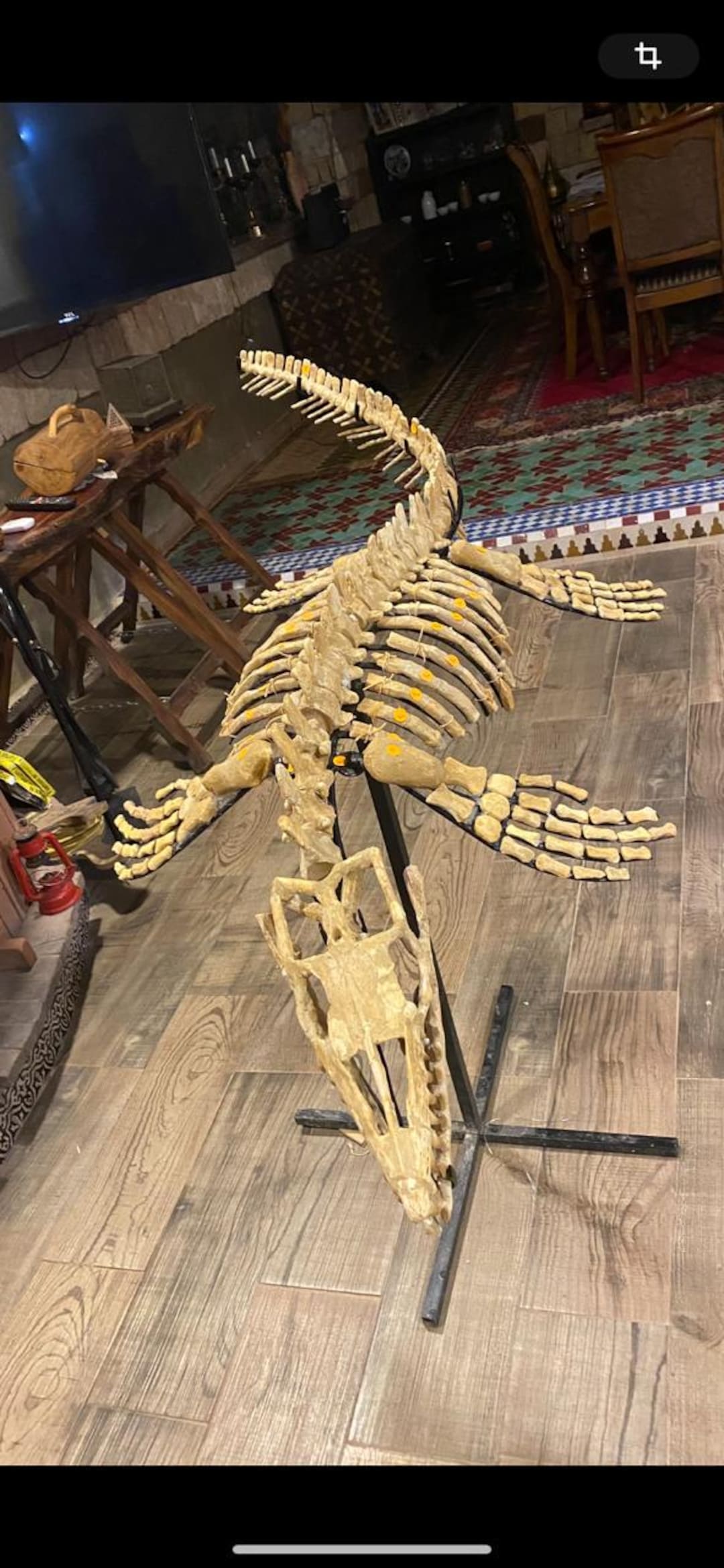 Complete Mosasaurus Skeleton From the Cretaceous Period – Rare and ...