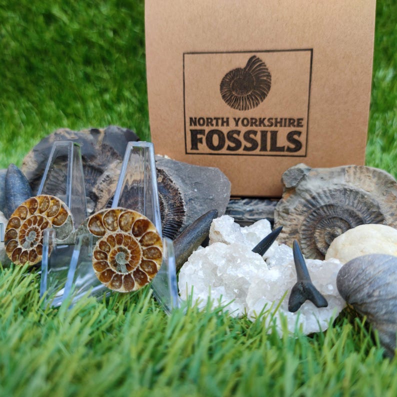 Children's Fossil Gift Set of Worldwide Fossils - Etsy
