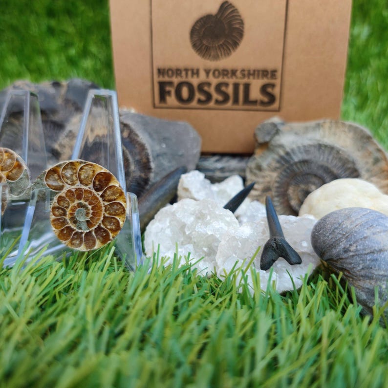 Children's Fossil Gift Set of Worldwide Fossils - Etsy