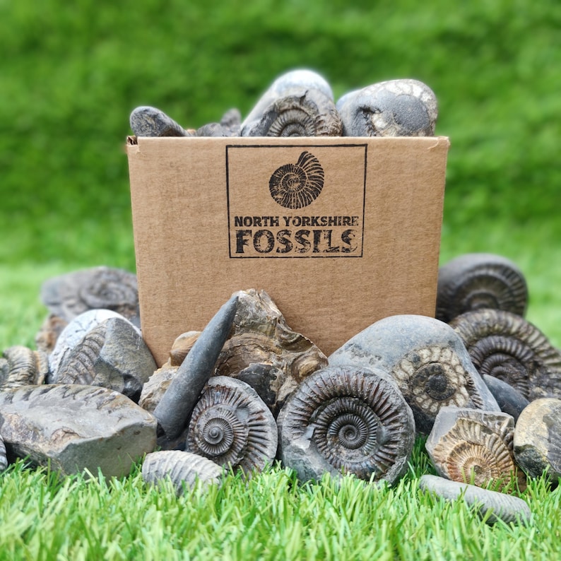 Children's Fossil Box - Etsy