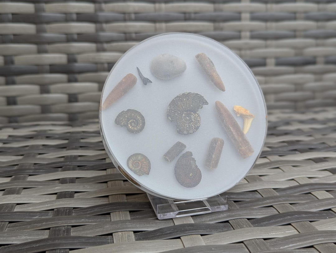 Ammonite Coaster/ Display - Etsy