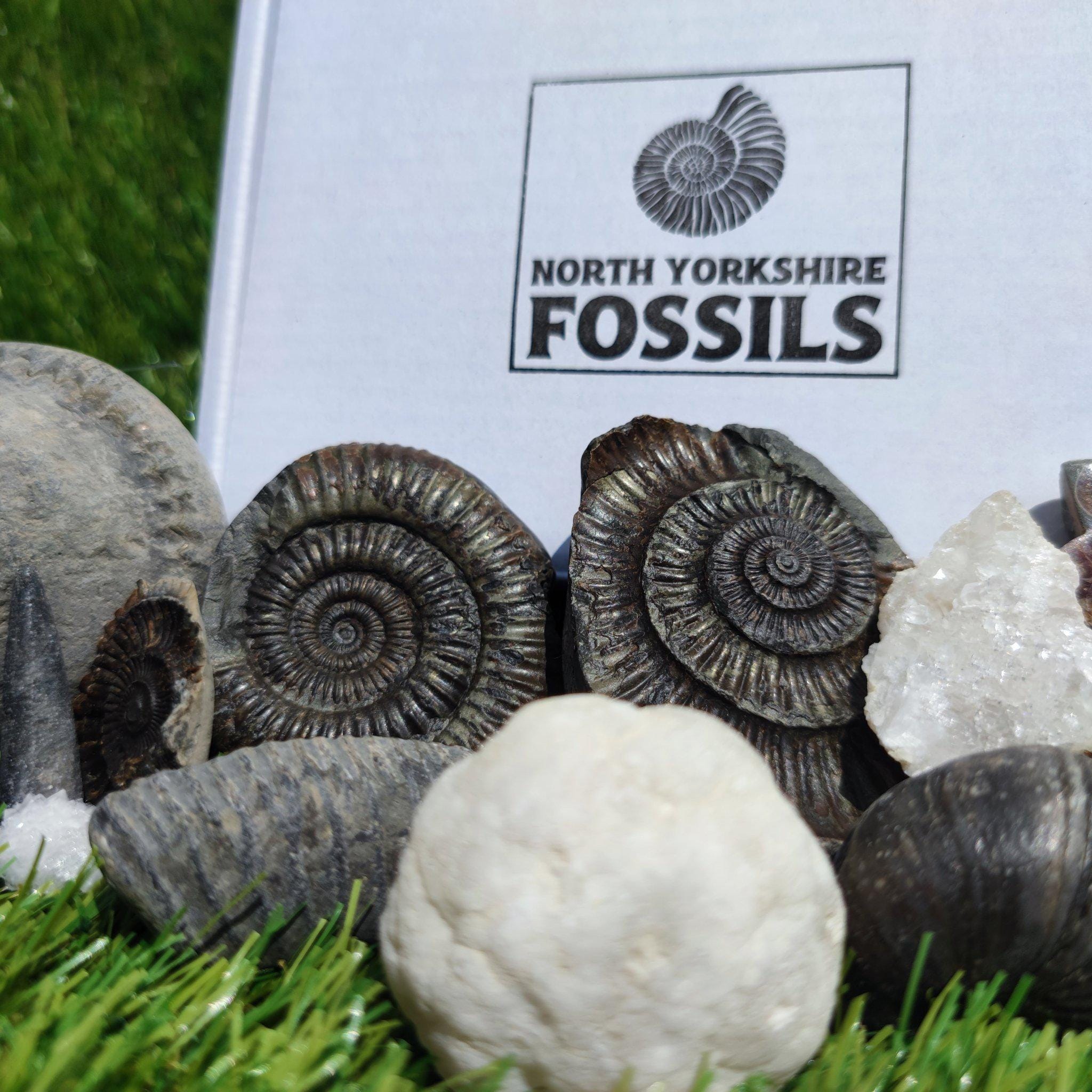 Super Deluxe Fossil Box - Etsy