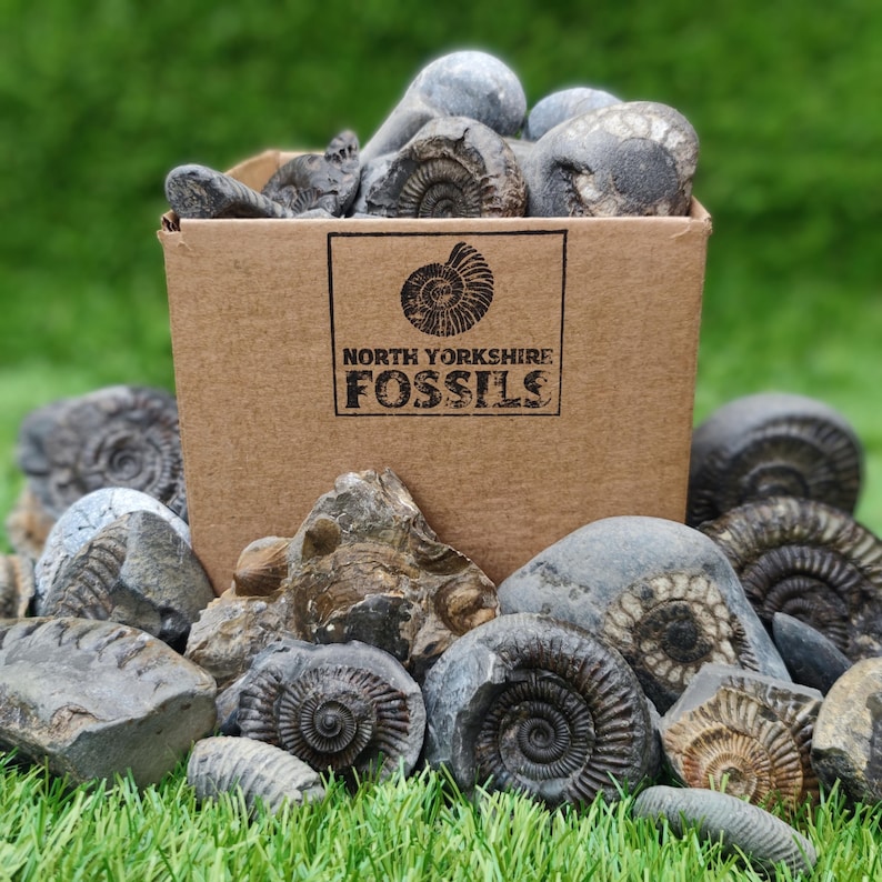 Children's Fossil Box - Etsy