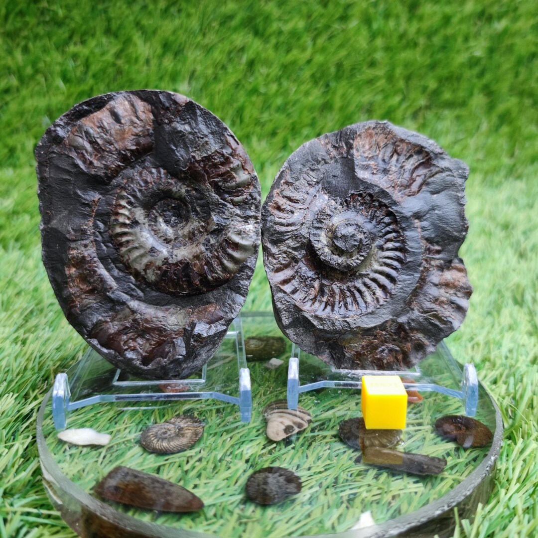 Ammonite Split Pair Fossil Sandsend Yorkshire - Etsy