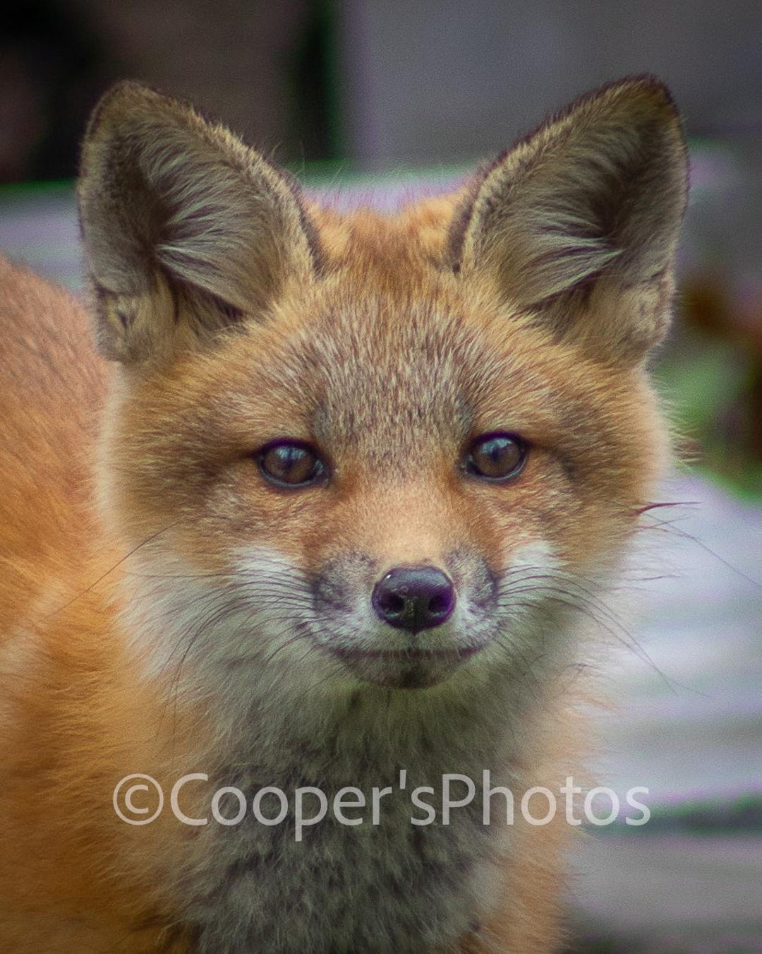 Quiet Observer: the Charm of the Fox - Etsy
