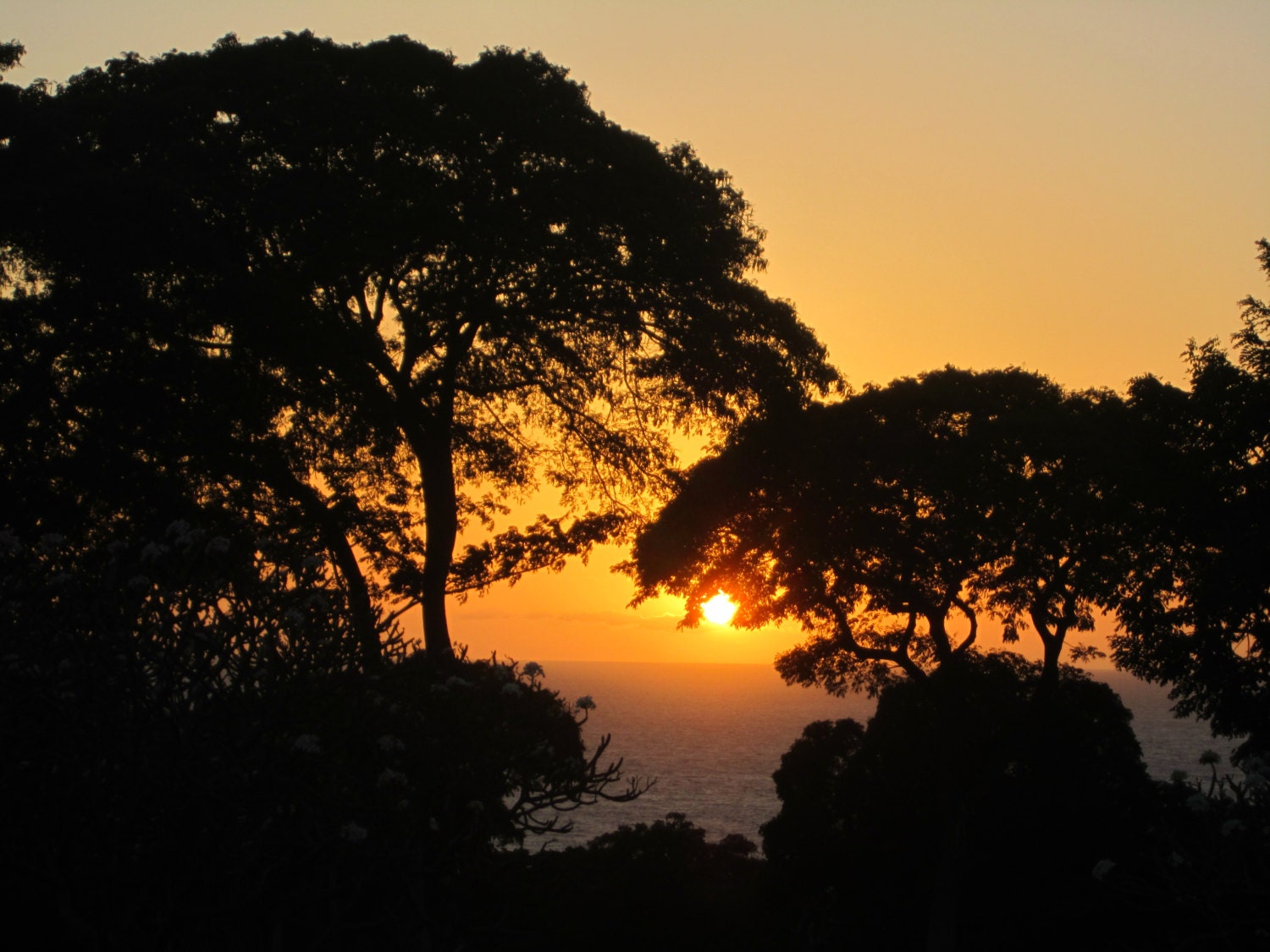 Travel Photography, Maui, Hawaii, Monkey Pod Tree, Sunset Photography ...
