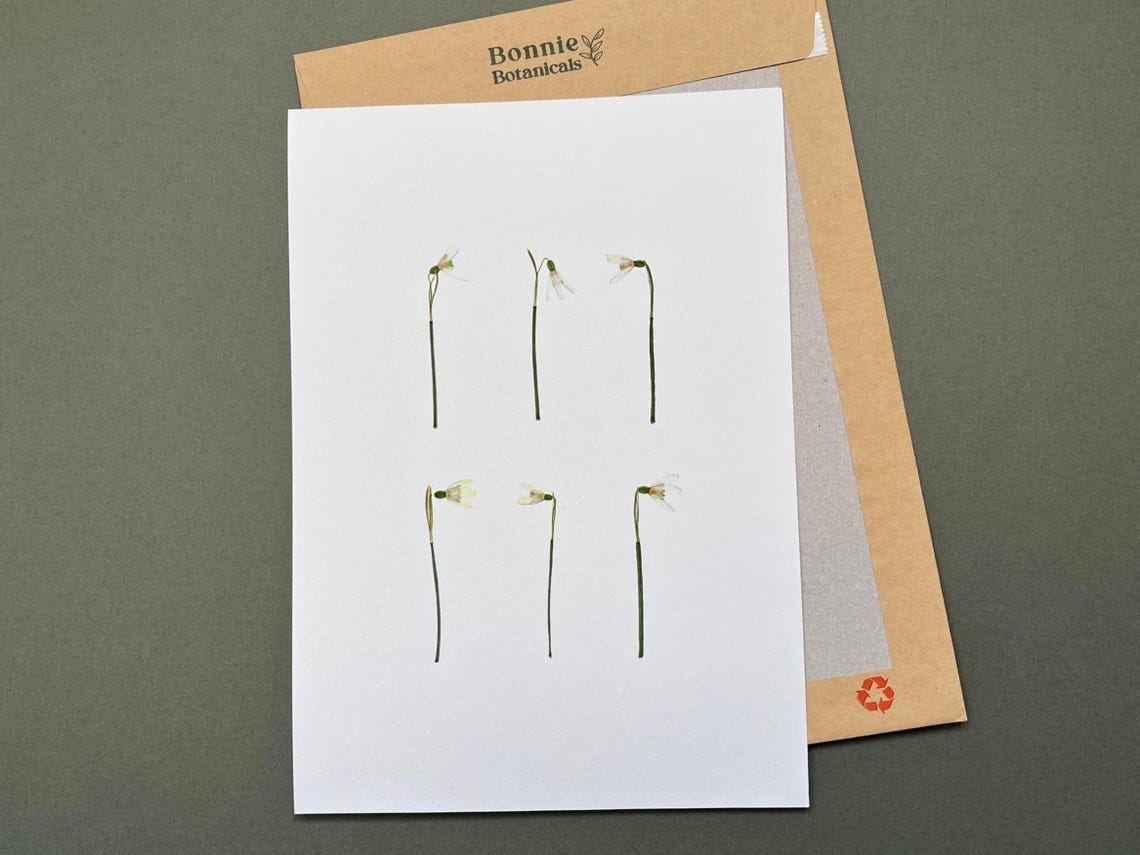 Botanical Pressed Flower A4 Giclée Print: Snowdrops - Etsy