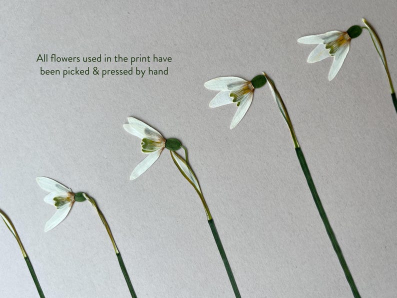 Botanical Pressed Flower A4 Giclée Print: Snowdrops - Etsy
