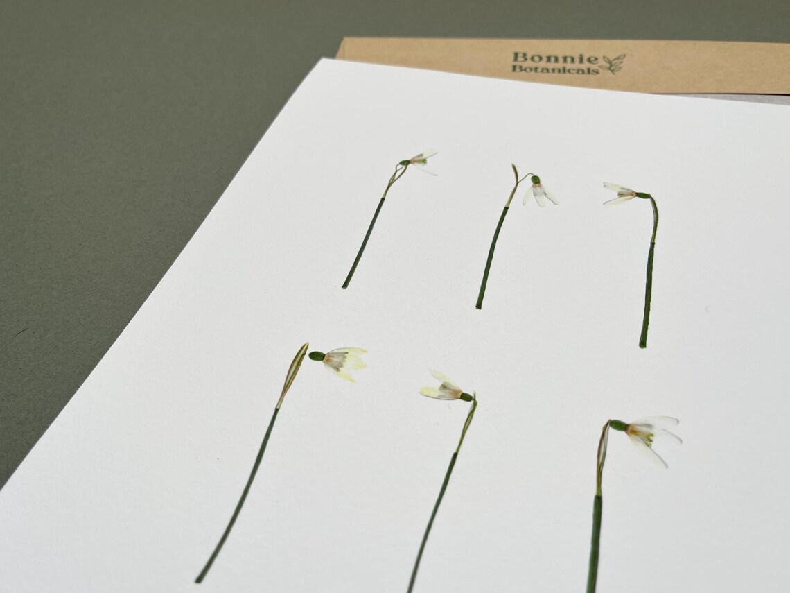 Botanical Pressed Flower A4 Giclée Print: Snowdrops - Etsy