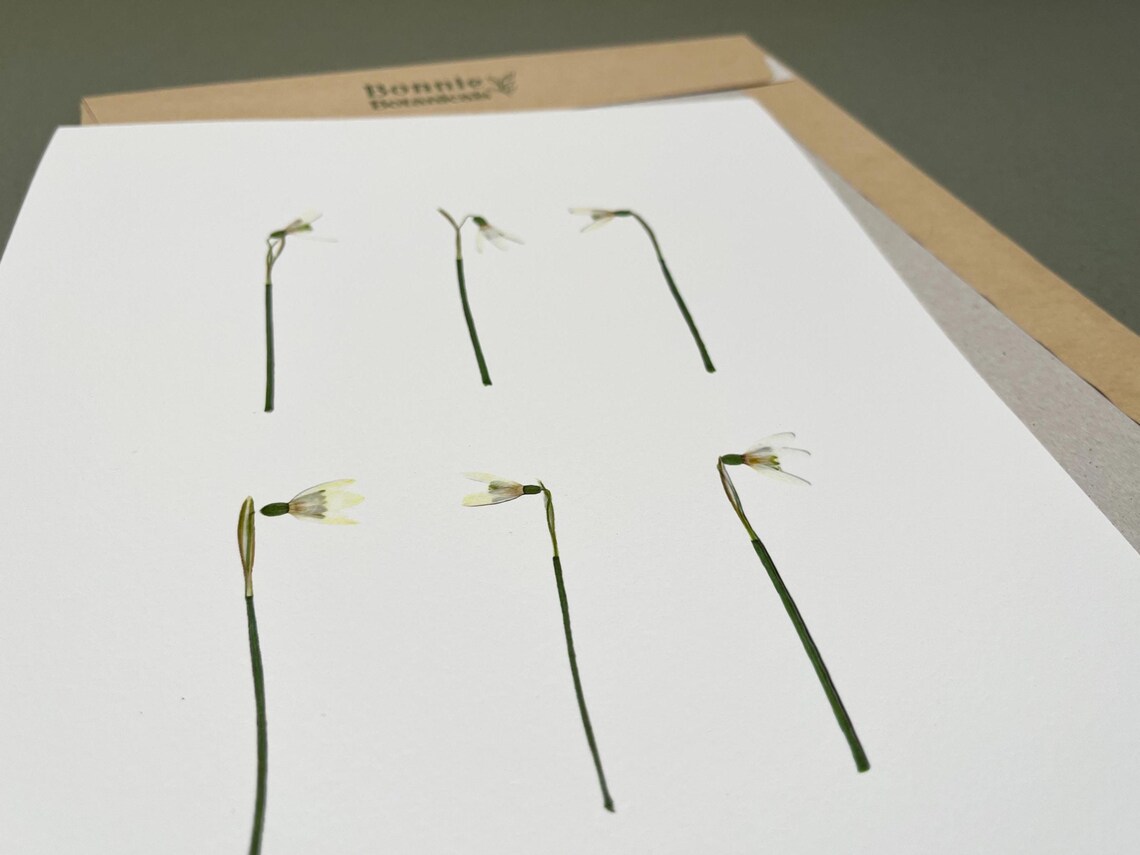 Botanical Pressed Flower A4 Giclée Print: Snowdrops - Etsy