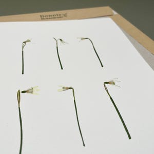 Botanical Pressed Flower A4 Giclée Print: Snowdrops - Etsy