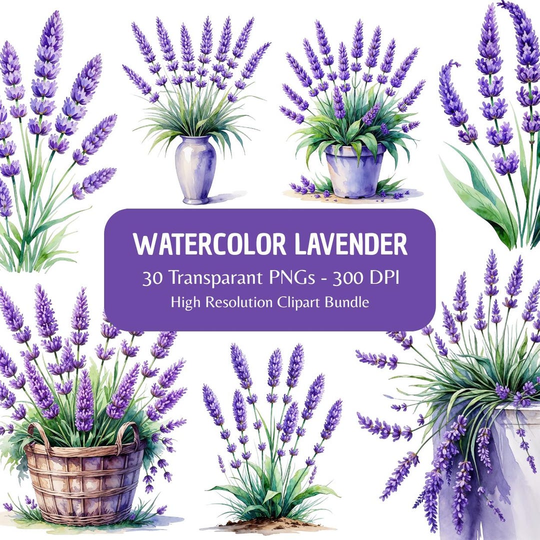 30 Watercolor Lavender Clipart, Lavender Watercolor PNG, Digital ...
