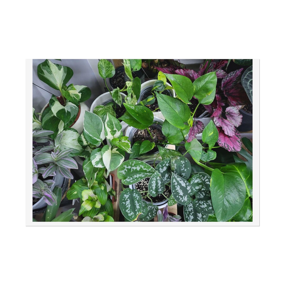 Pothos Rolled Posters - Etsy