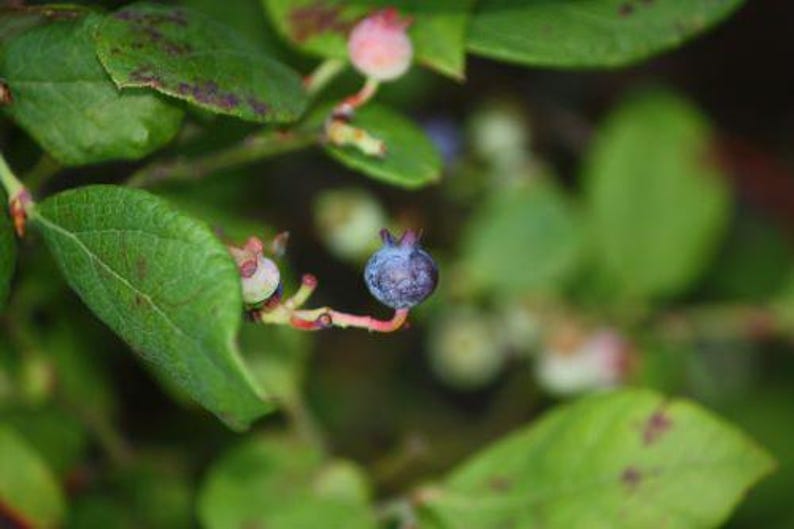 Blueberry up Close 8x10 - Etsy