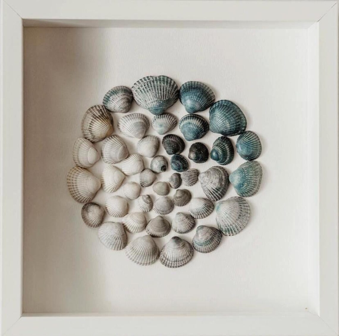 Cockle Round Handpicked Shells From Northern Sea Sustainable Decor for ...