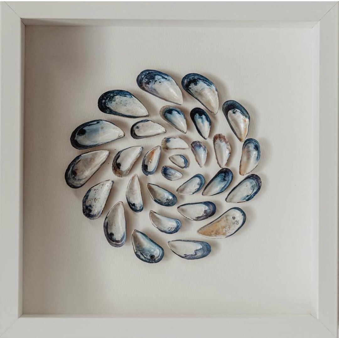 Mussel Shells White Shell Art Picture Sea Shell Art Picture - Etsy