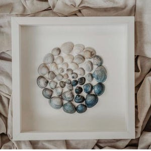 Cockle Round Handpicked Shells From Northern Sea Sustainable Decor for ...