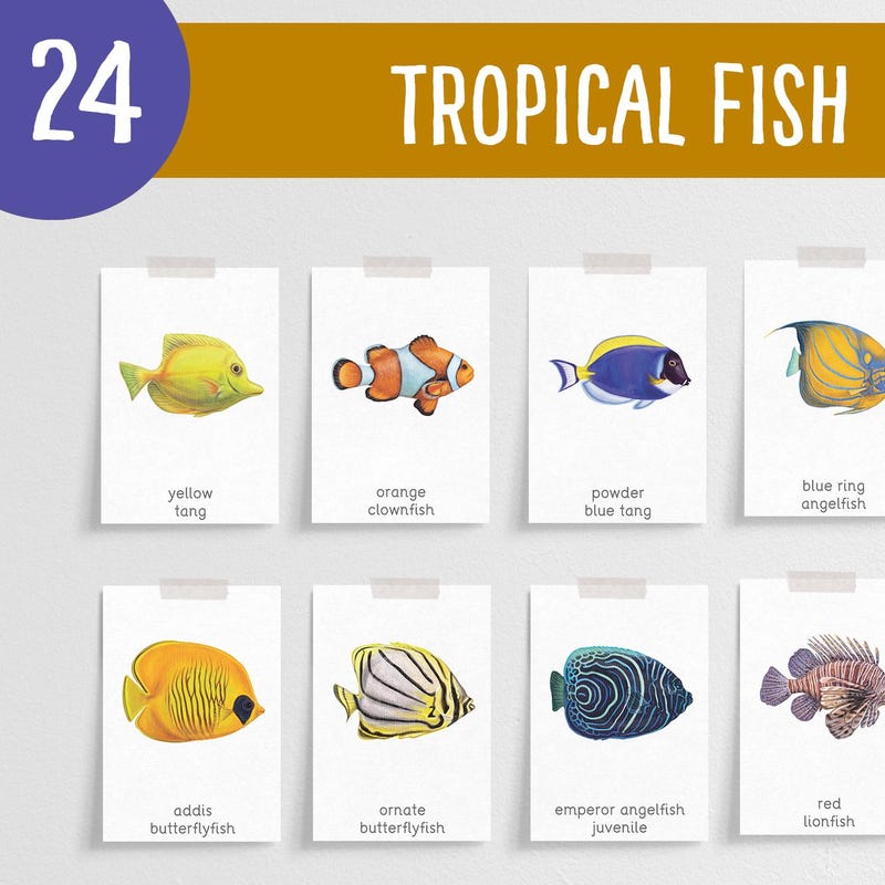 Fish Flashcards - Etsy Singapore