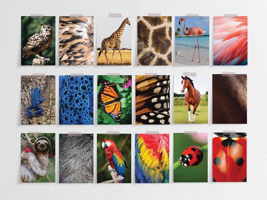 Animal Pattern Matching Cards: Montessori Nature Study Game (PDF ...