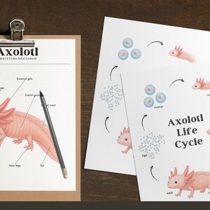 Axolotl Educational Bundle | Life Cycle Anatomy Posters | Growing ...