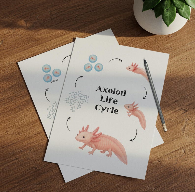 Axolotl Educational Bundle | Life Cycle Anatomy Posters | Growing ...