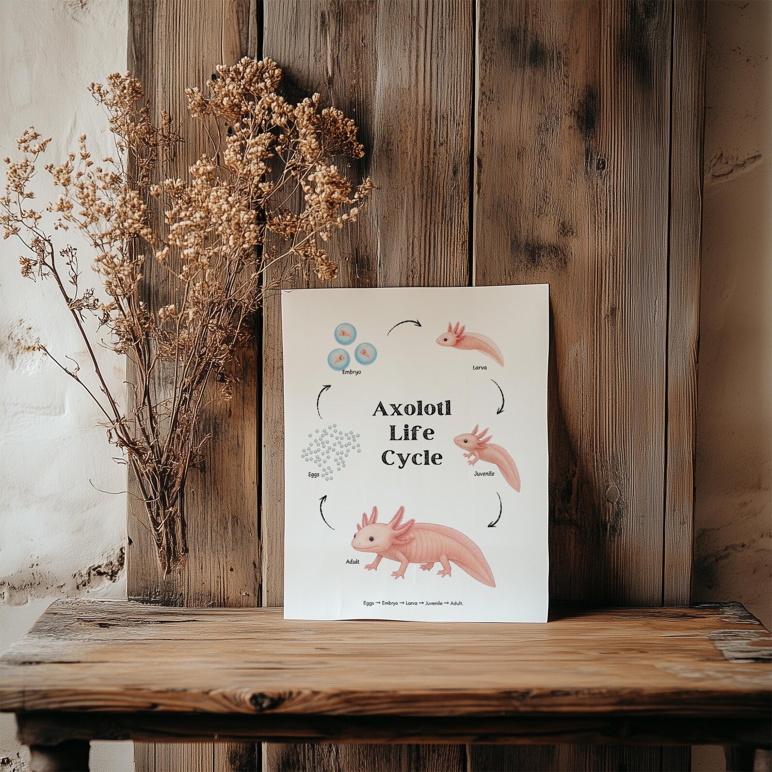Axolotl Life Cycle Poster | Educational Amphibian Chart | Homeschool ...