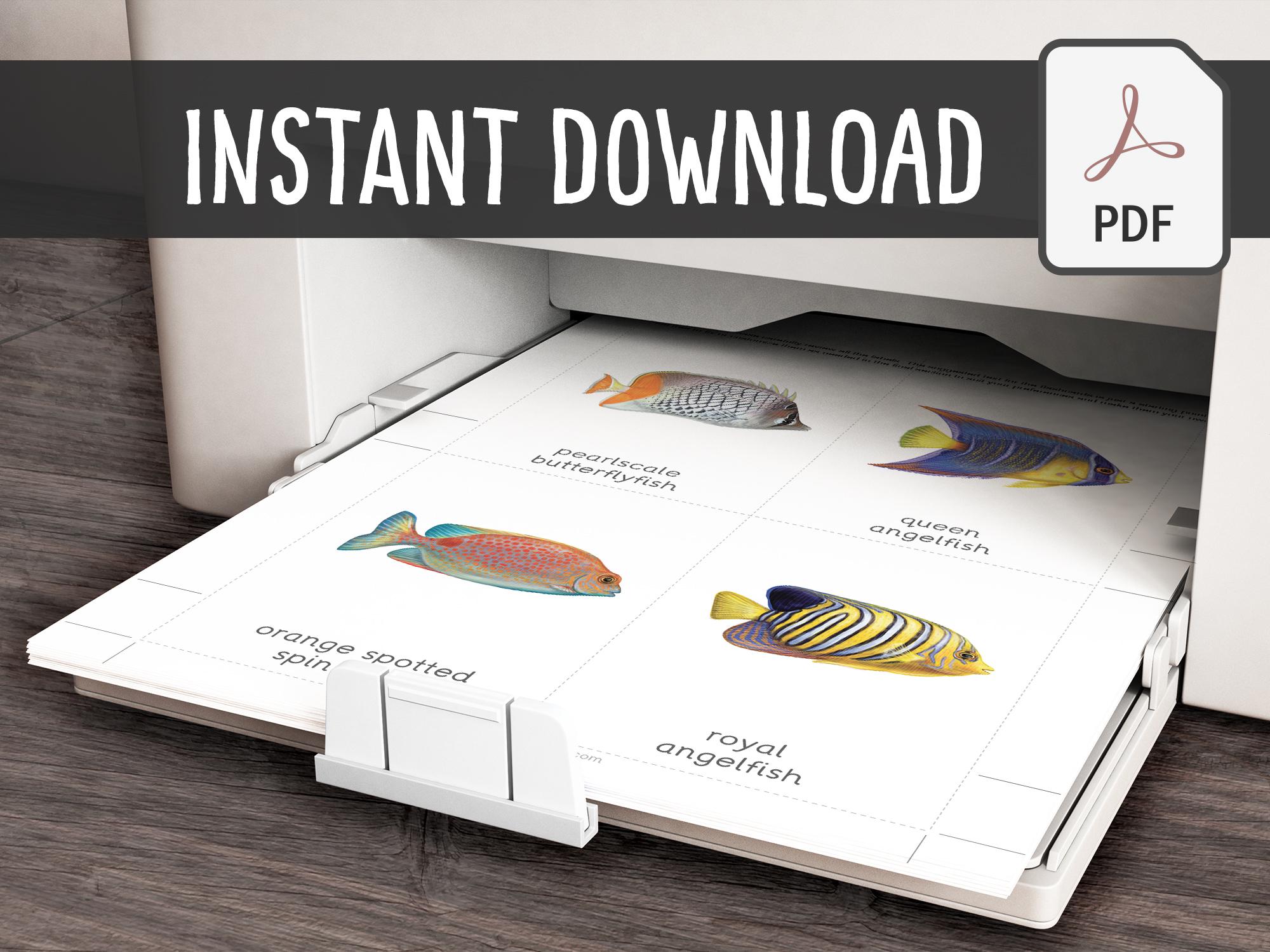 Tropical Fish Flashcards: Montessori Homeschool Printable (PDF) - Etsy