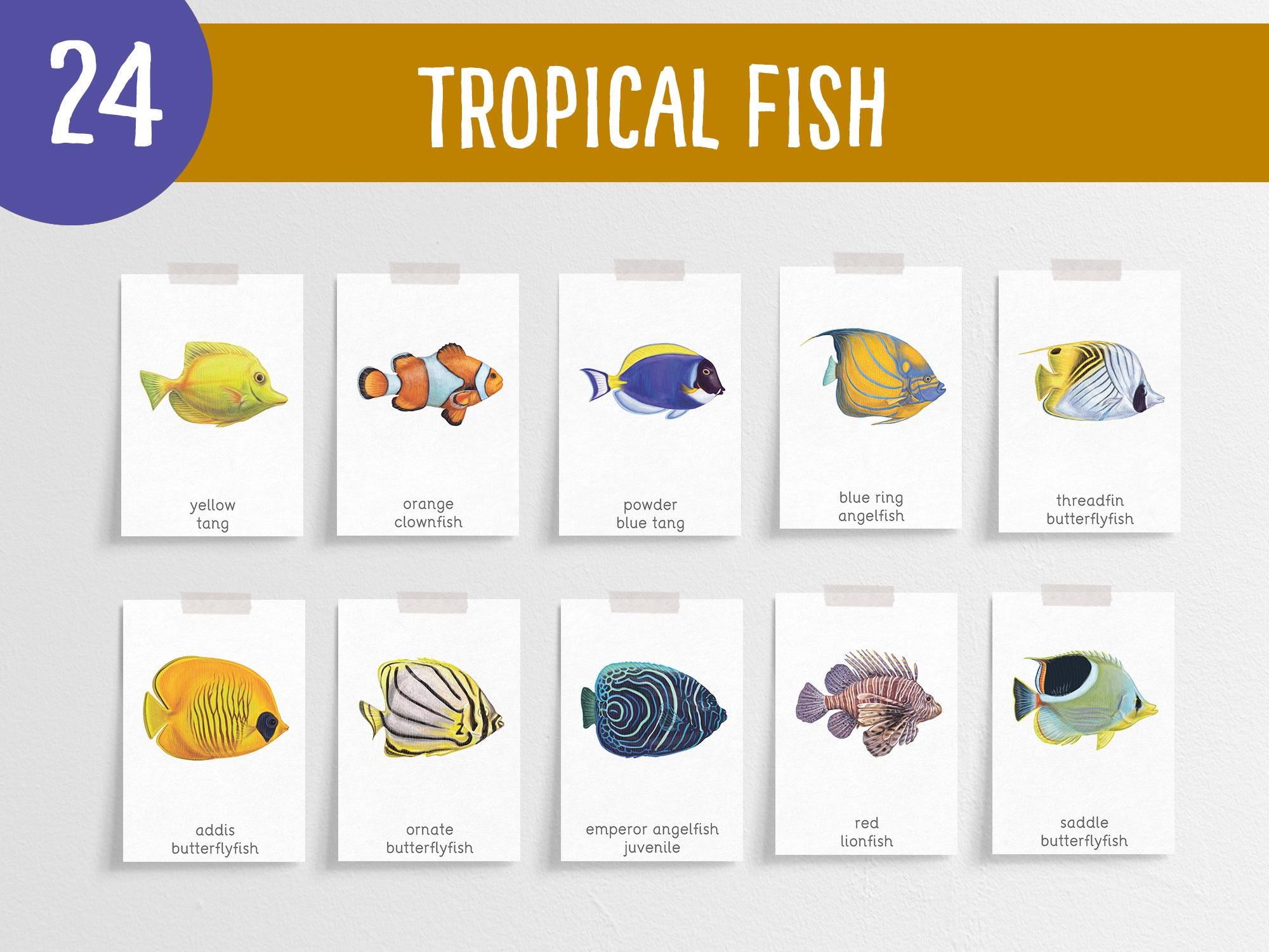 Tropical Fish Flashcards: Montessori Homeschool Printable (PDF) - Etsy