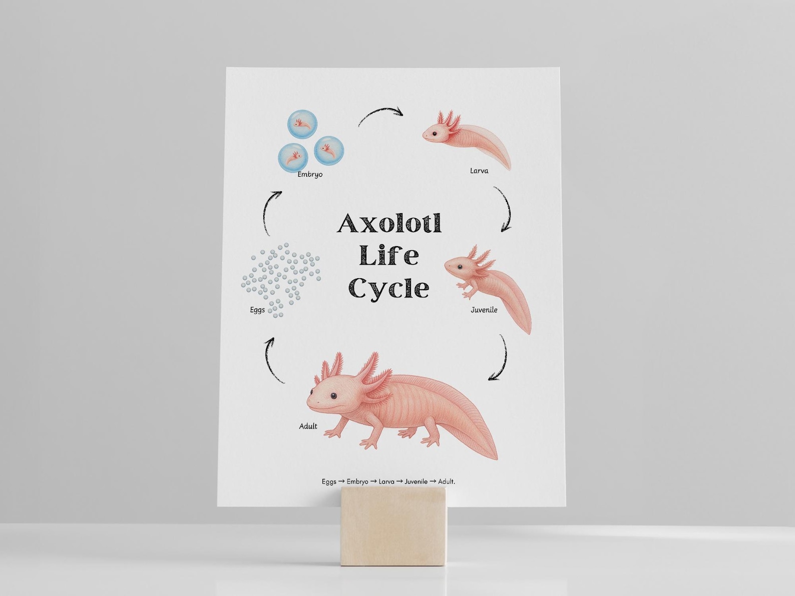 Axolotl Life Cycle Poster | Educational Amphibian Chart | Homeschool ...