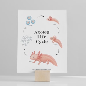 Axolotl Life Cycle Poster | Educational Amphibian Chart | Homeschool ...